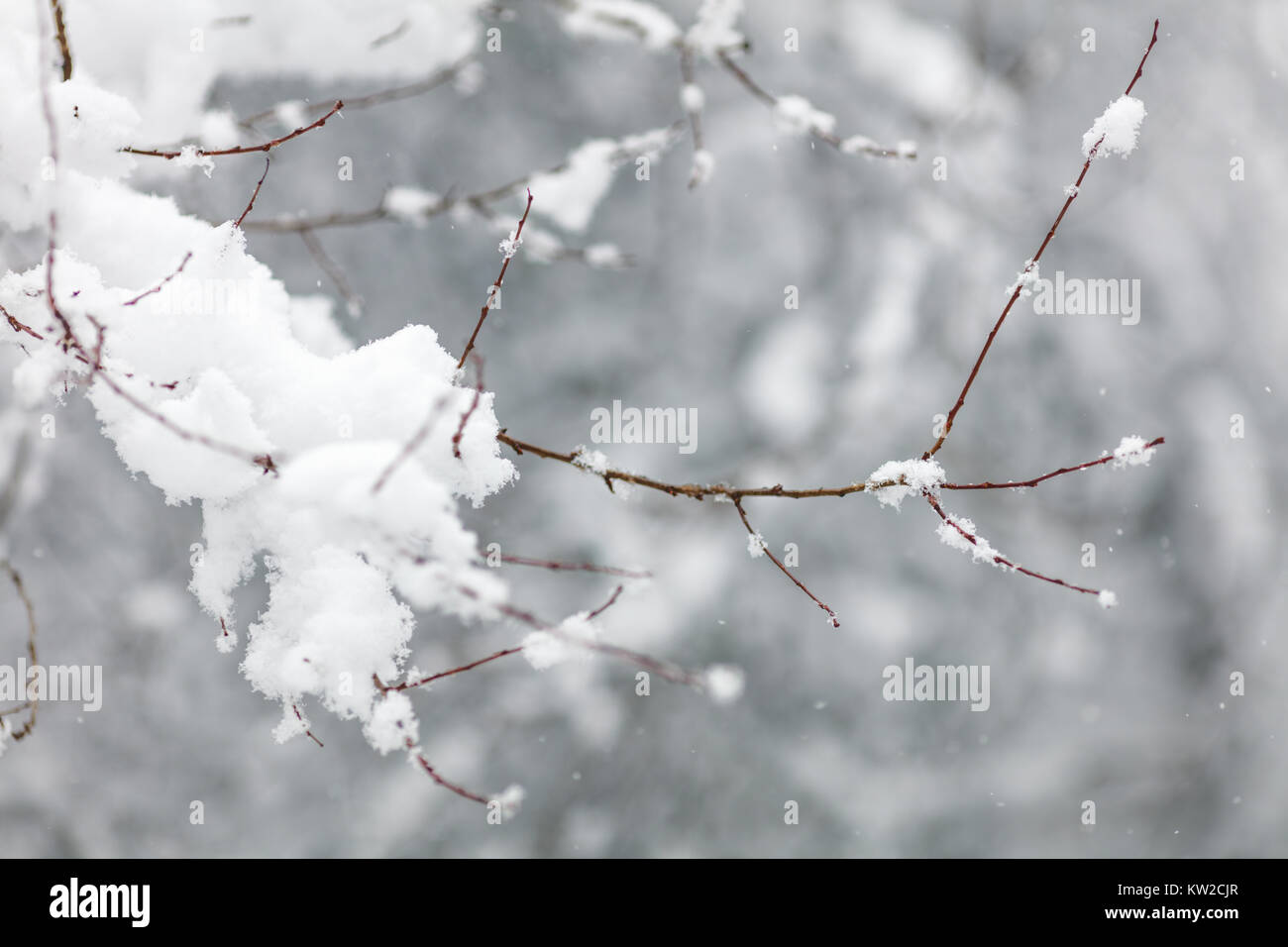 Branches of trees in winter Stock Photo - Alamy