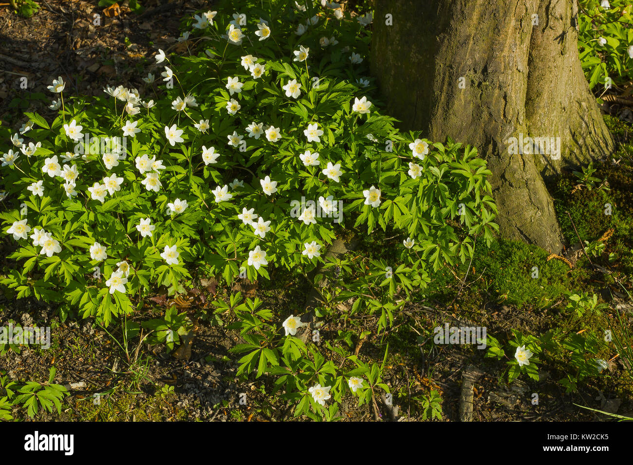 White spring forest flowers Anemone nemorosa near tree or wood anemone ...