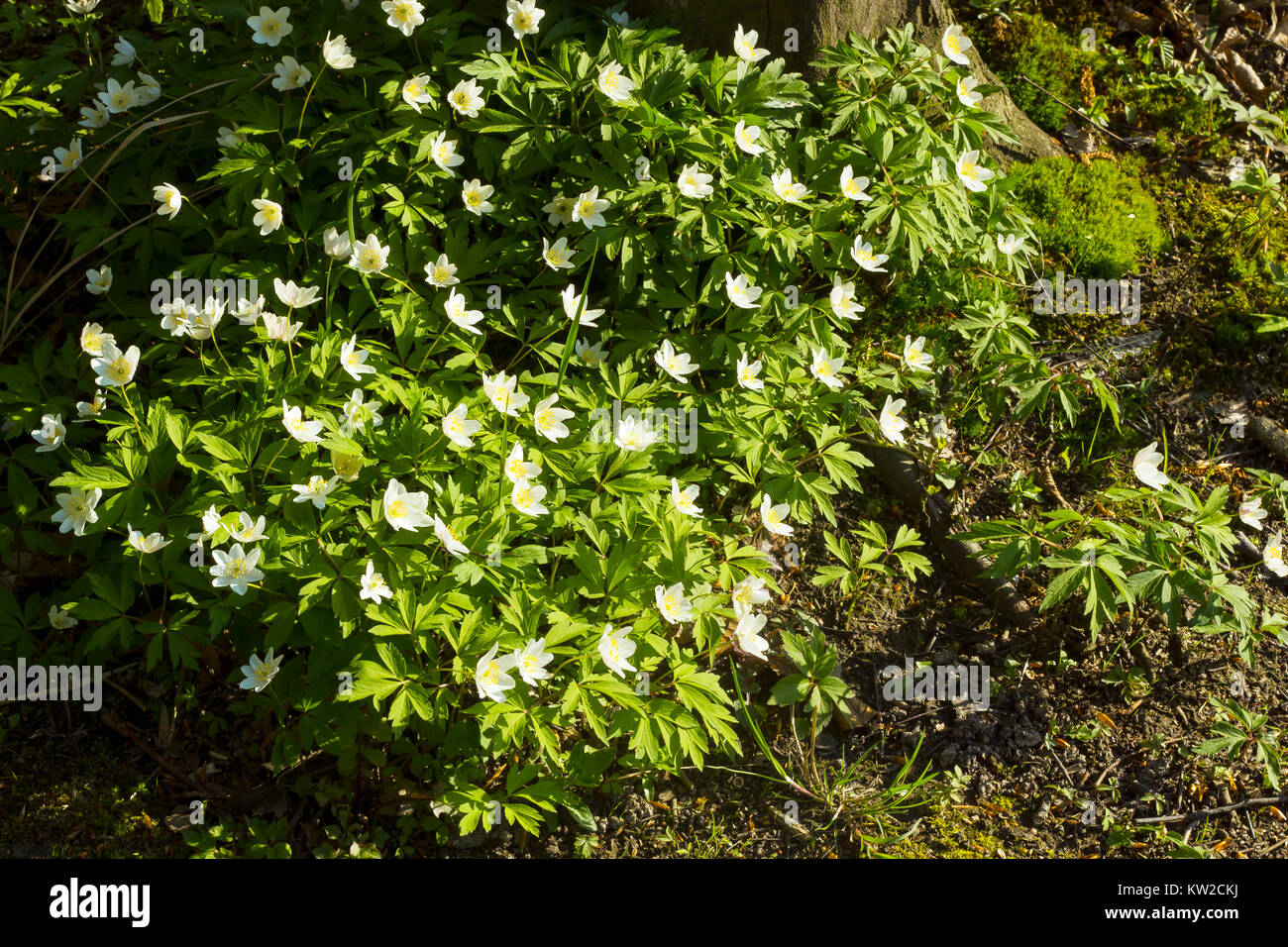 White spring forest flowers Anemone nemorosa or wood anemone ...