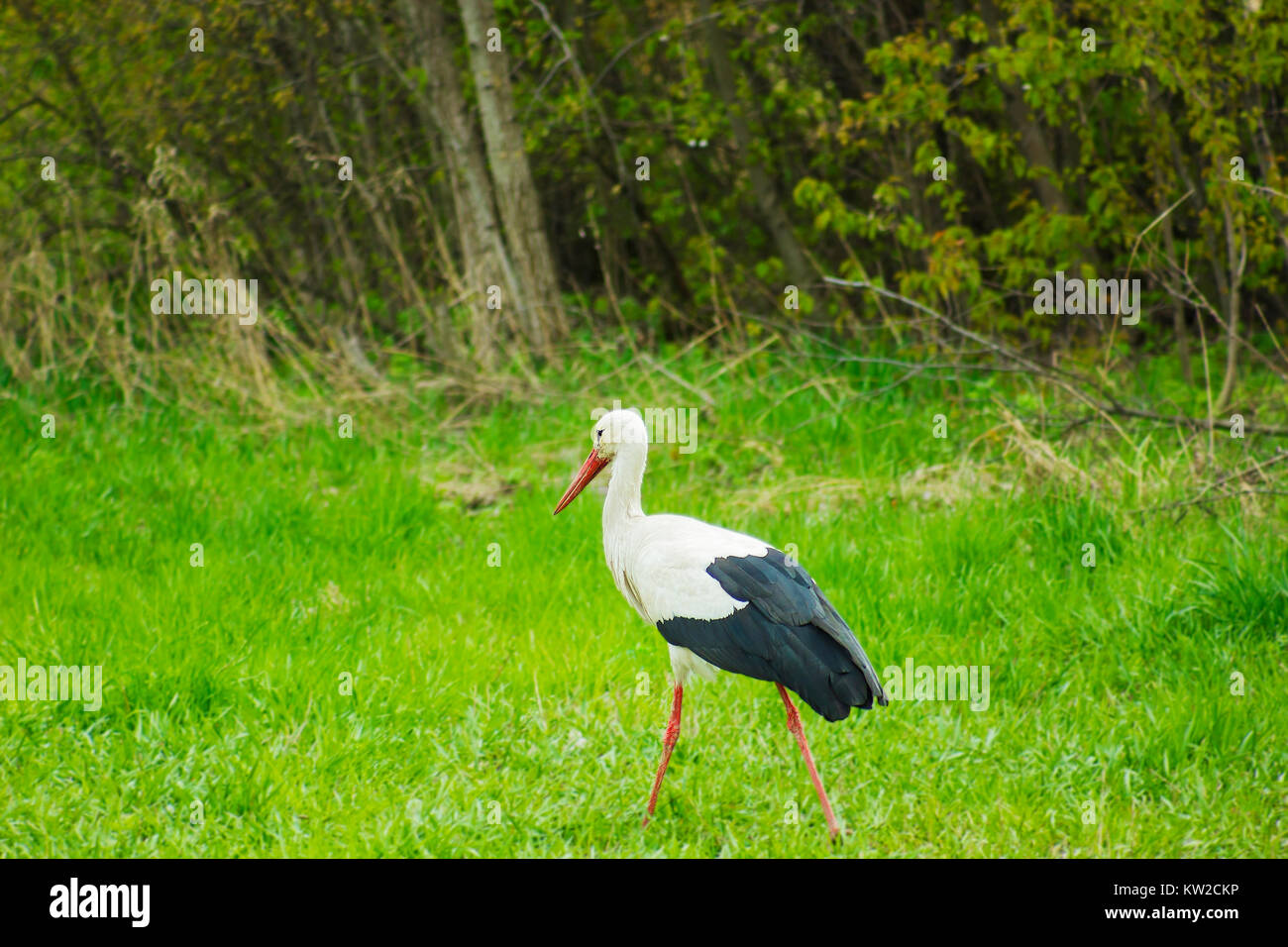 Tall long-legged bird stork with long red beak walks on green meadow ...