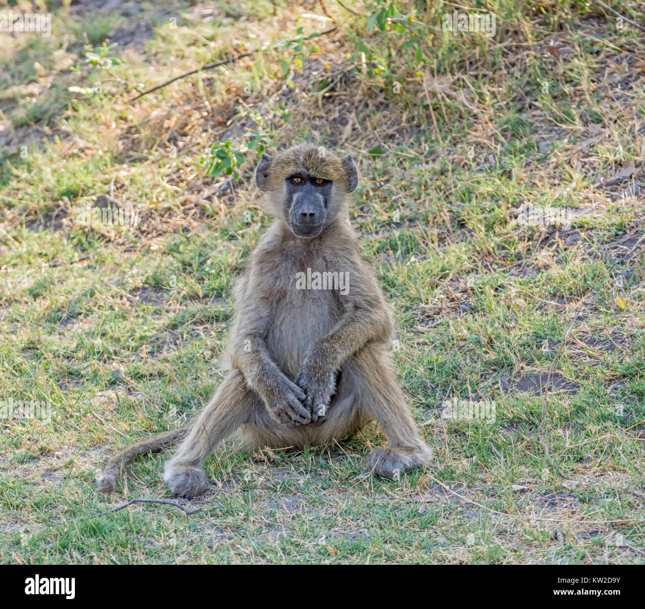 A juvenile Chacma Baboon sitting in the Namibian savanna Stock Photo ...