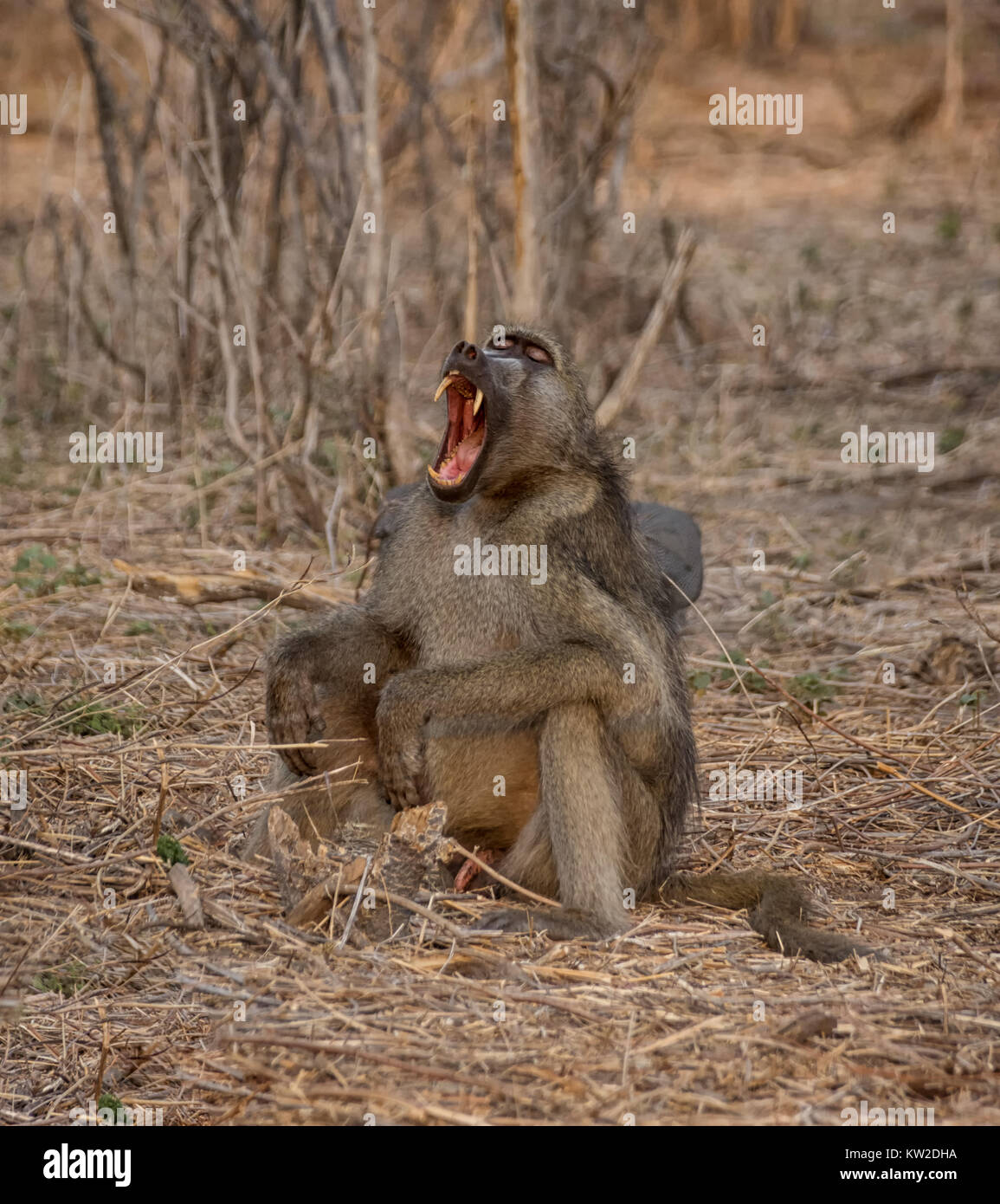A male Chacma Baboon showing his teeth as a warning Stock Photo - Alamy