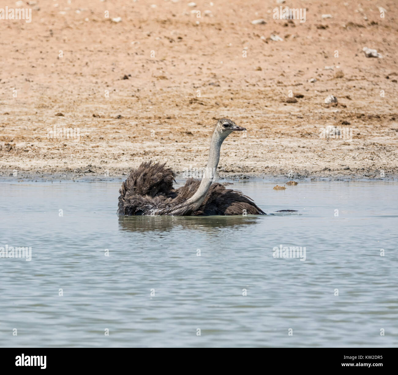 Ostrich wildlife africa bathing hi-res stock photography and images - Alamy