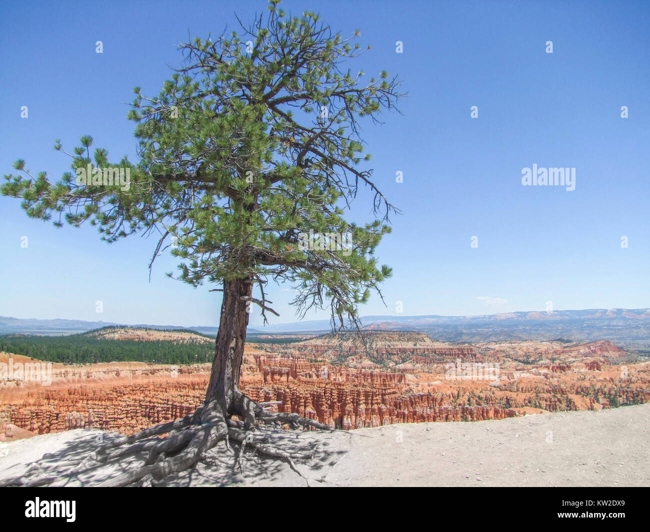Aerial view and lonely tree at the Bryce Canyon National Park located ...