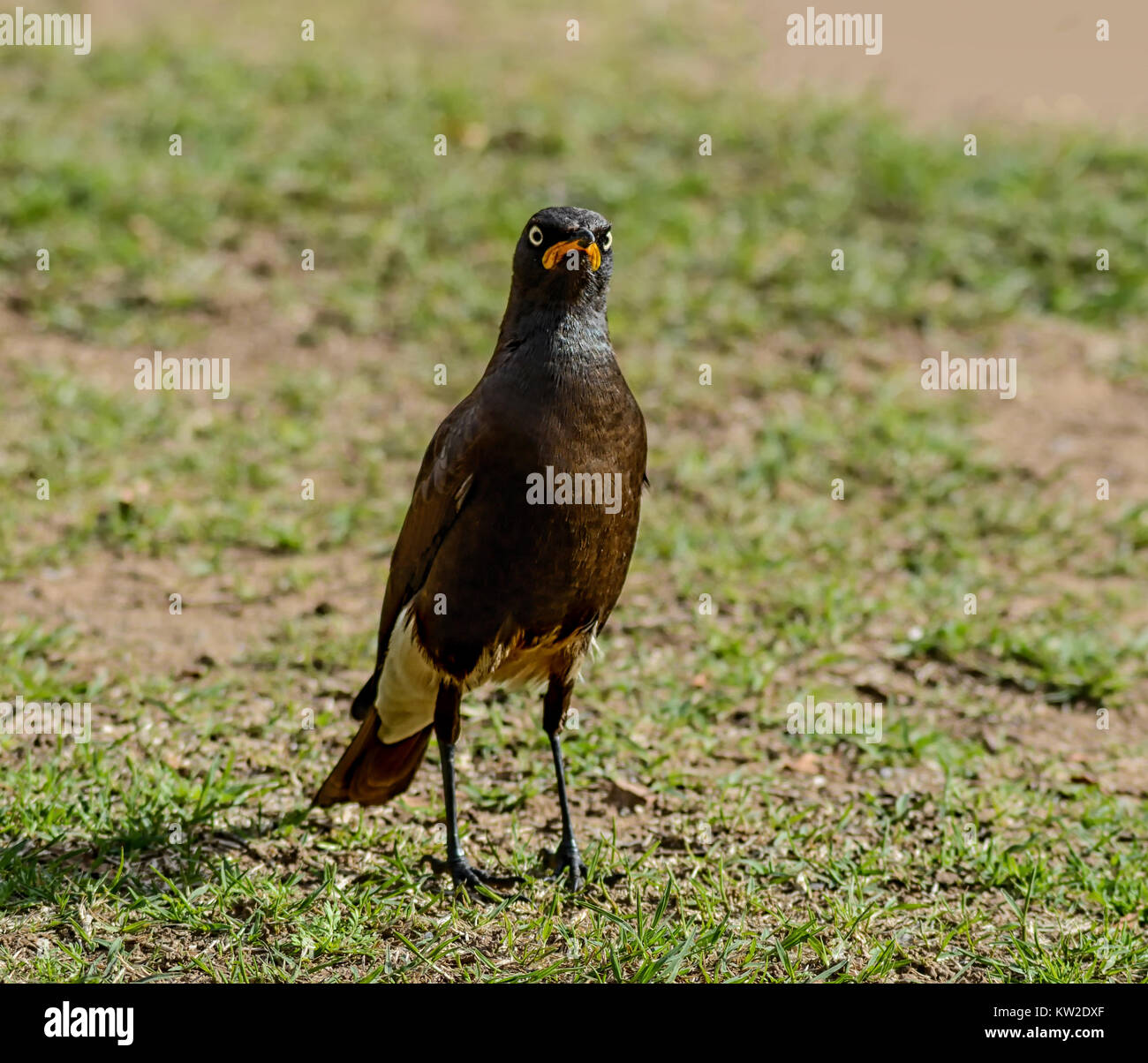 A Pied Starling in Southern Africa Stock Photo - Alamy