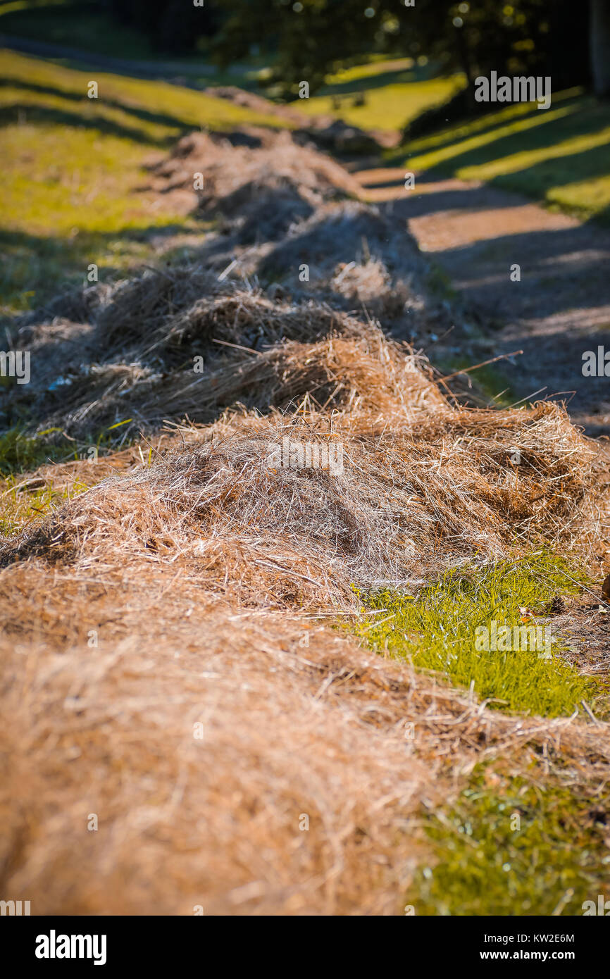 Grass drying in autumn sunshine Stock Photo - Alamy