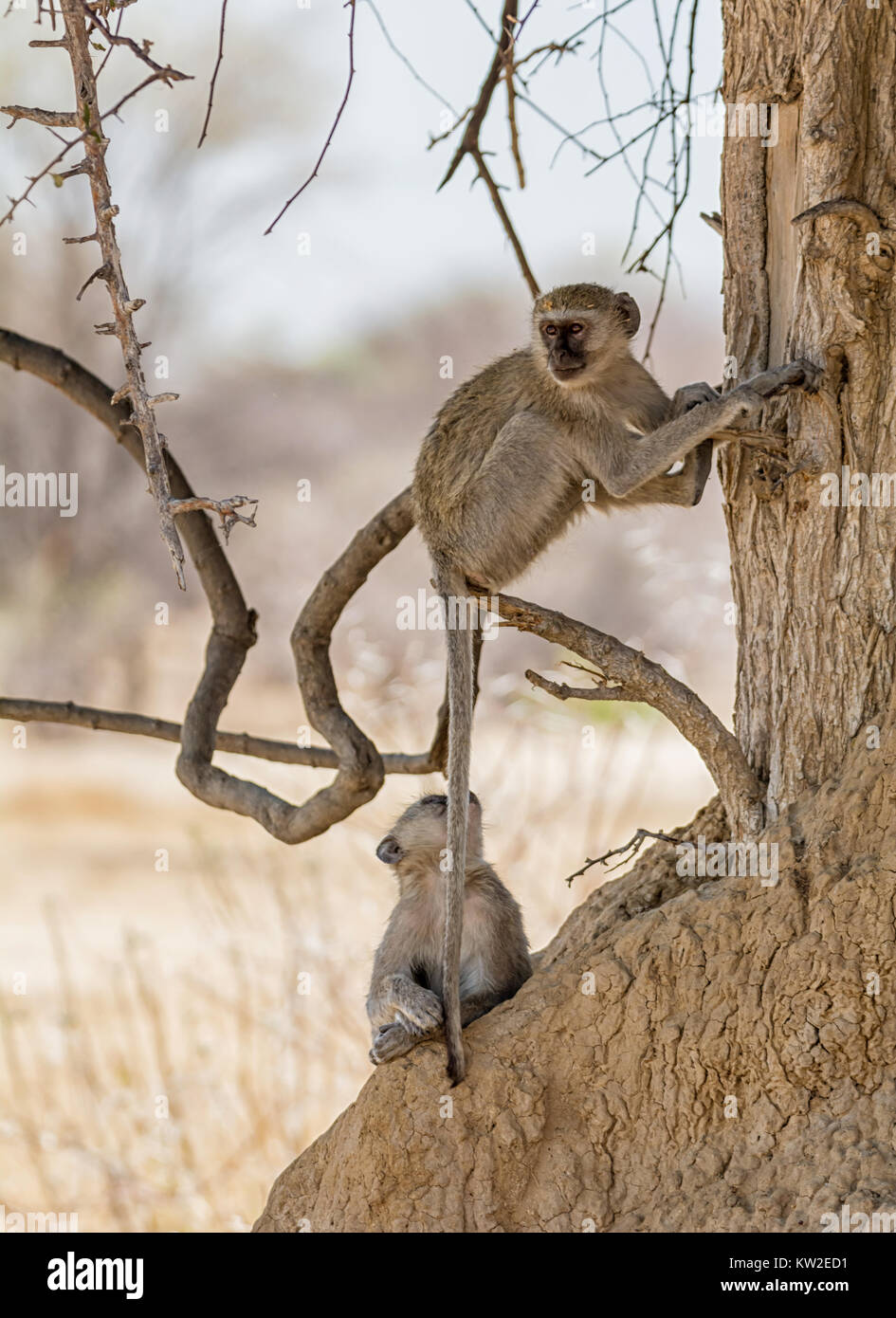 Vervet monkey relaxing in tree hi-res stock photography and images - Alamy