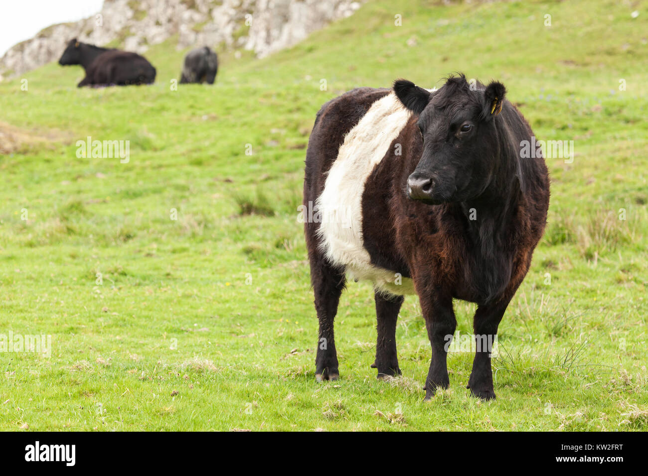 Belted galloway cow hi-res stock photography and images - Alamy