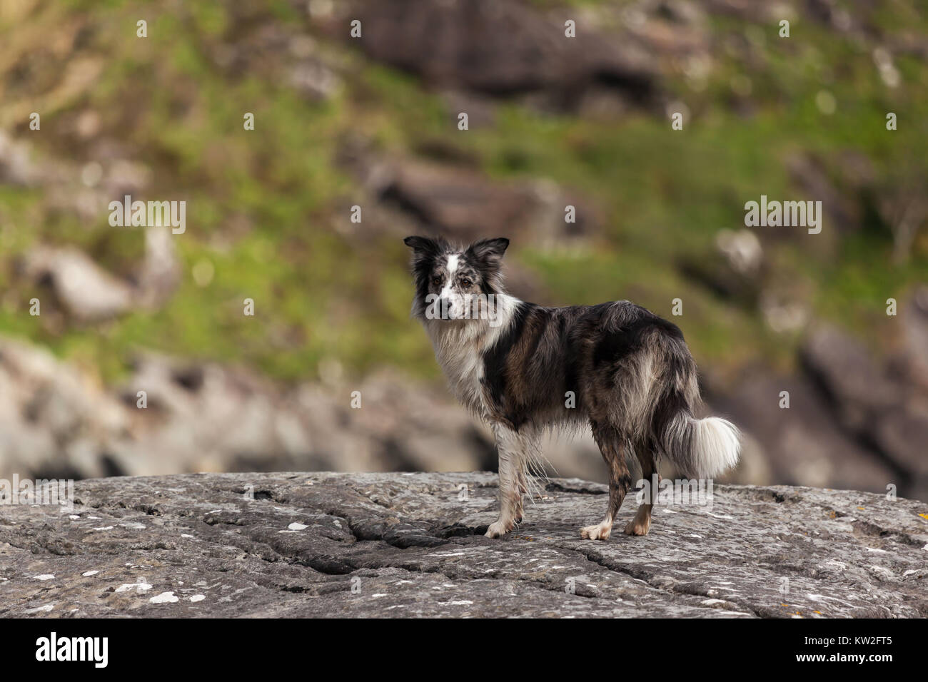 Border collie rock hi-res stock photography and images - Alamy