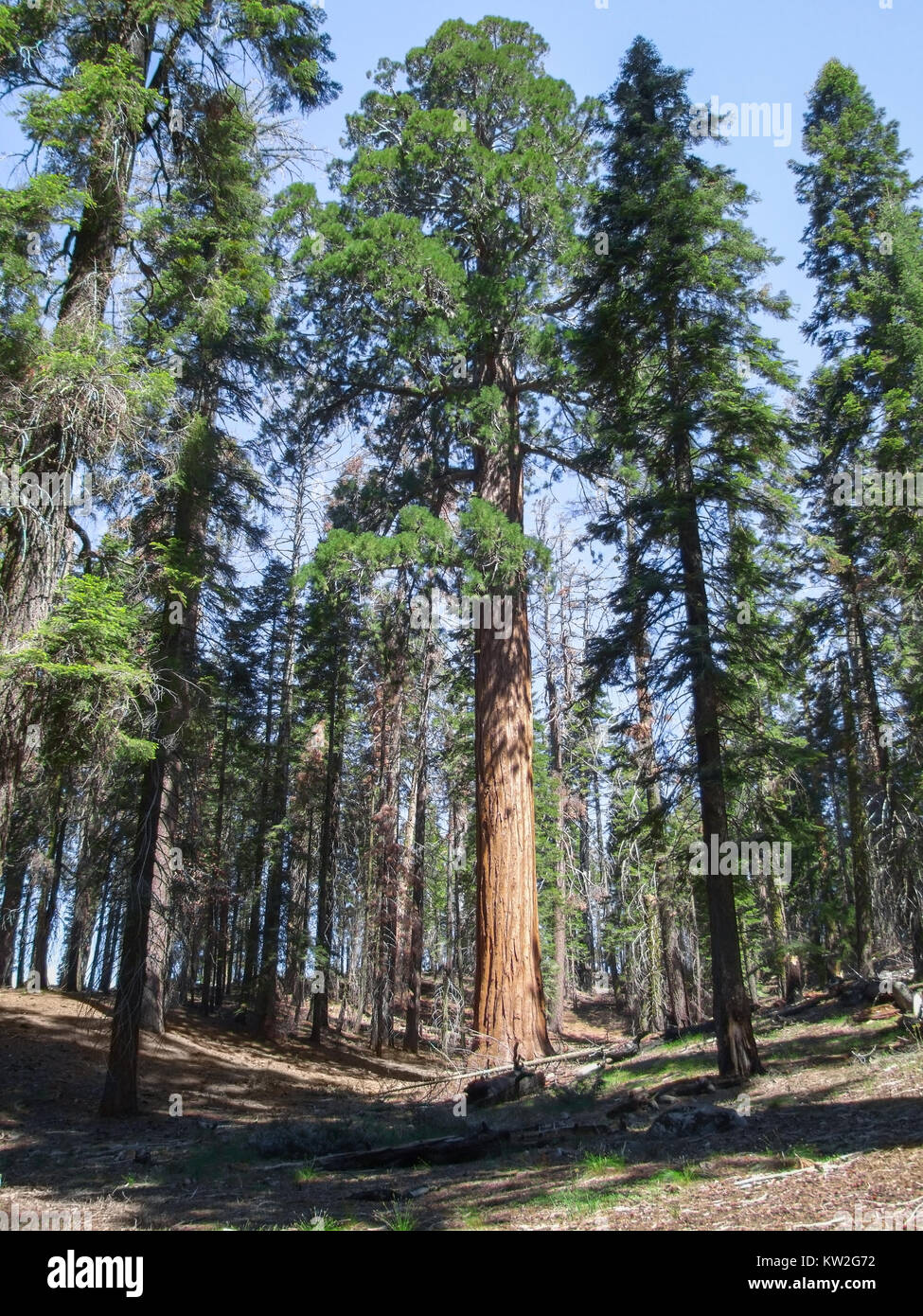 scenery at the Sequoia and Kings Canyon National Park with sequoia ...