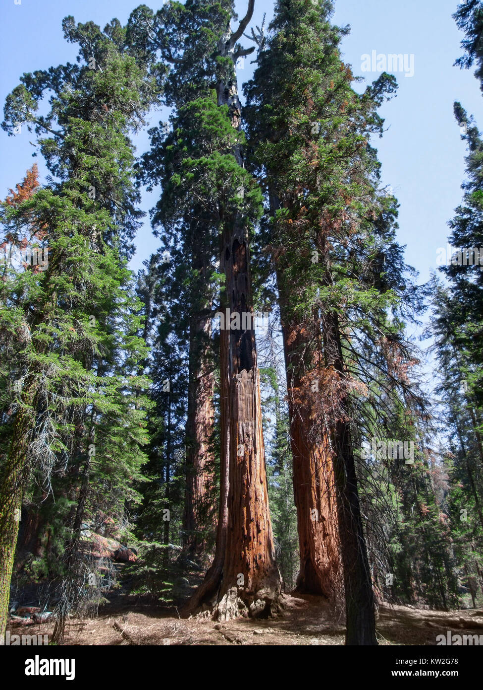 scenery at the Sequoia and Kings Canyon National Park with sequoia ...