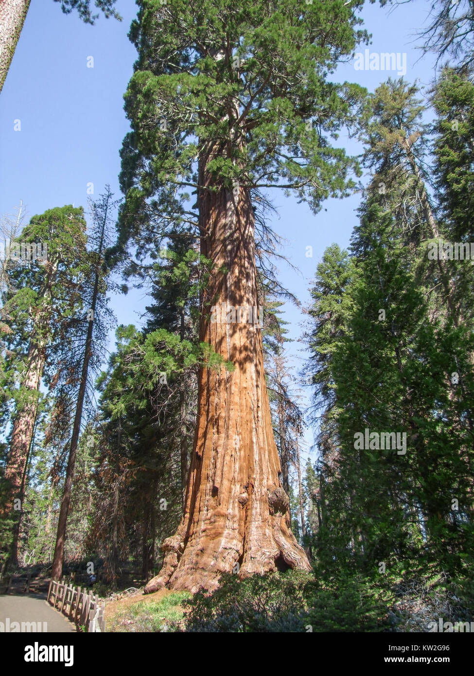 scenery at the Sequoia and Kings Canyon National Park with sequoia ...