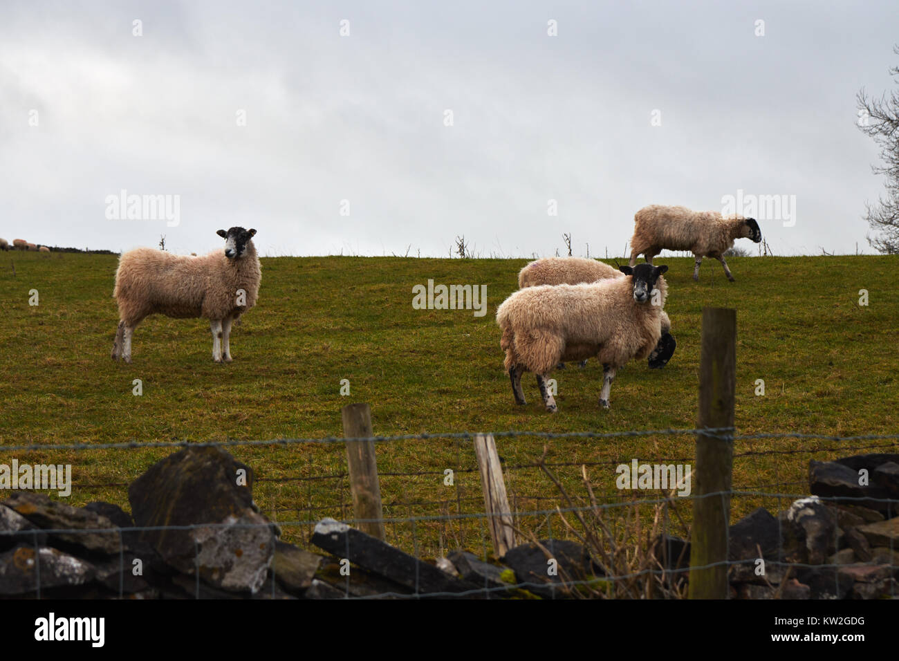 White sheeps hi-res stock photography and images - Alamy