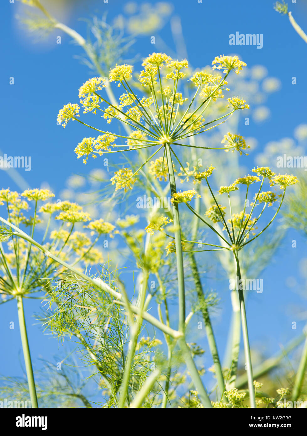 Fennel Flowers on Sunny Summer Day with Clear Blue Sky Stock Photo - Alamy