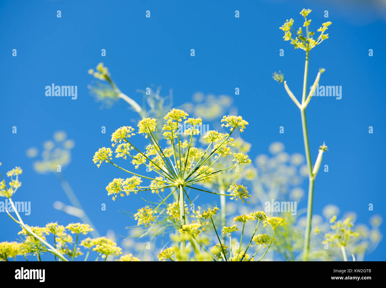 Fennel Flowers on Sunny Summer Day with Clear Blue Sky Stock Photo - Alamy