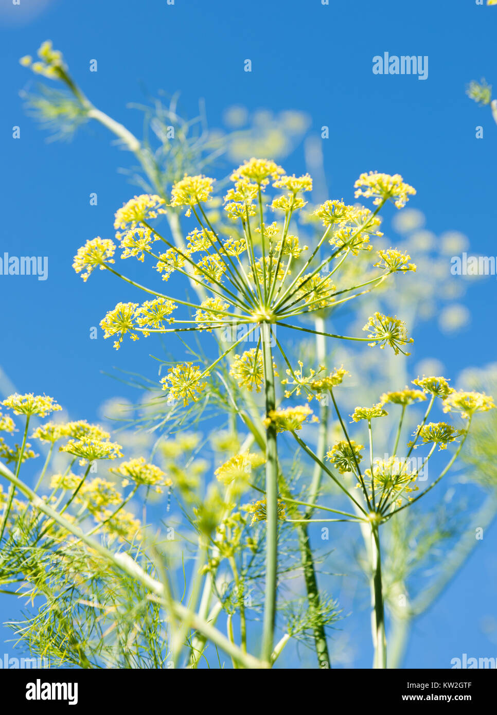 Fennel Flowers on Sunny Summer Day with Clear Blue Sky Stock Photo - Alamy