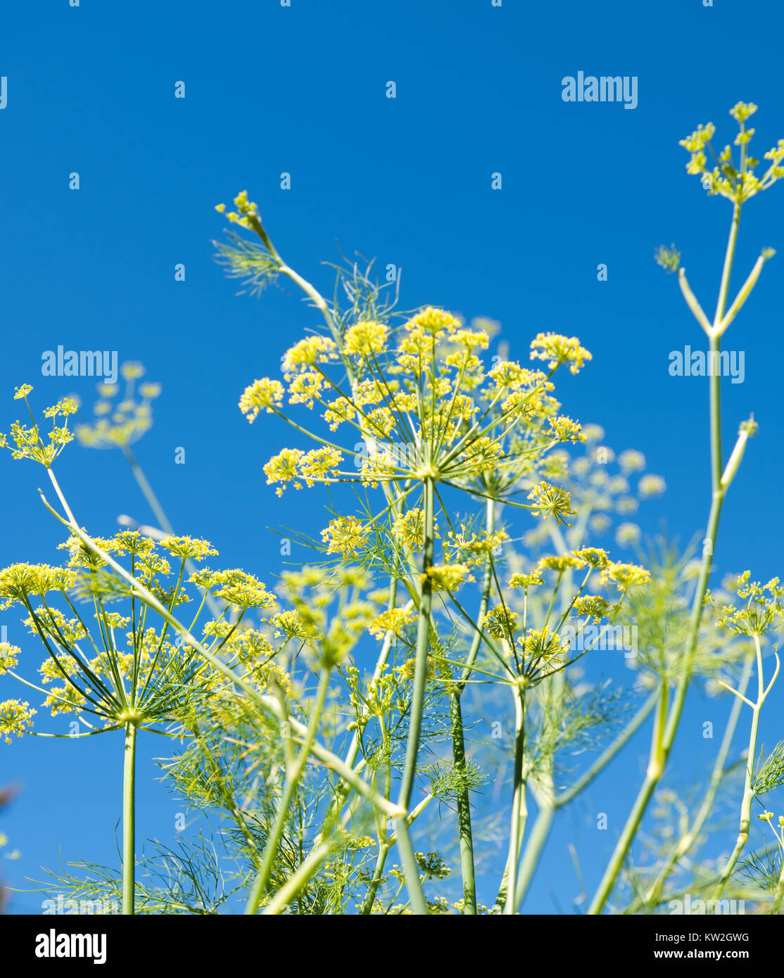 Florets of fennel hi-res stock photography and images - Alamy