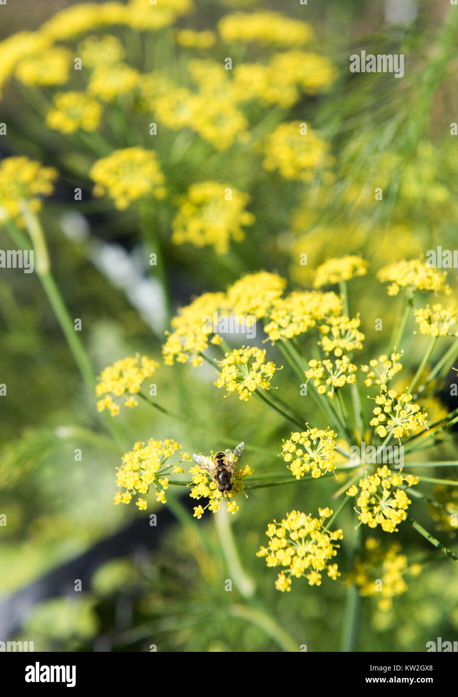 Fennel Flowers on Sunny Summer Day with Clear Blue Sky Stock Photo - Alamy