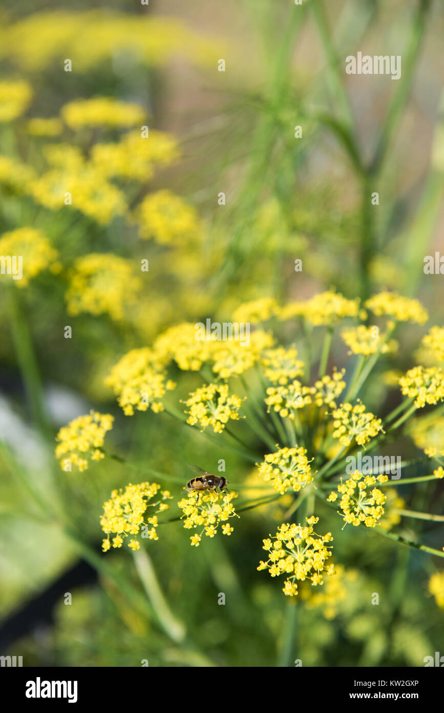 Florets of fennel hi-res stock photography and images - Alamy