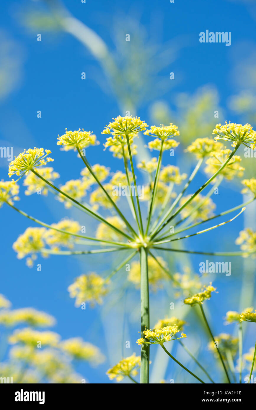 Florets Of Fennel High Resolution Stock Photography and Images - Alamy