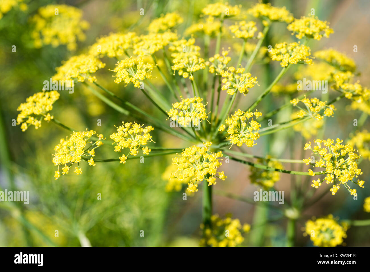 Florets Of Fennel High Resolution Stock Photography and Images - Alamy