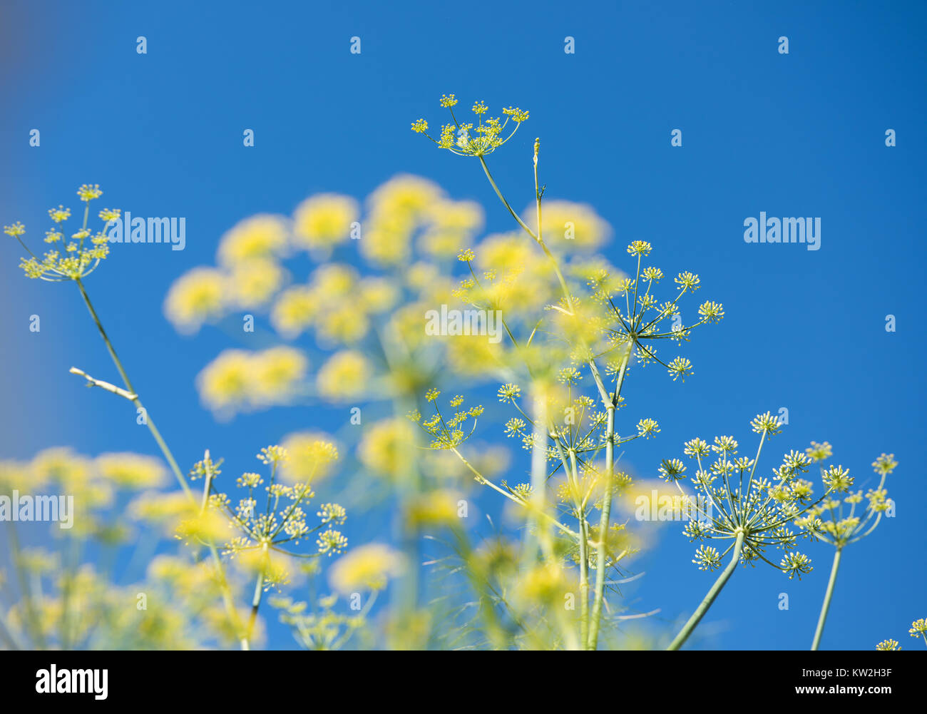 Florets Of Fennel High Resolution Stock Photography and Images - Alamy