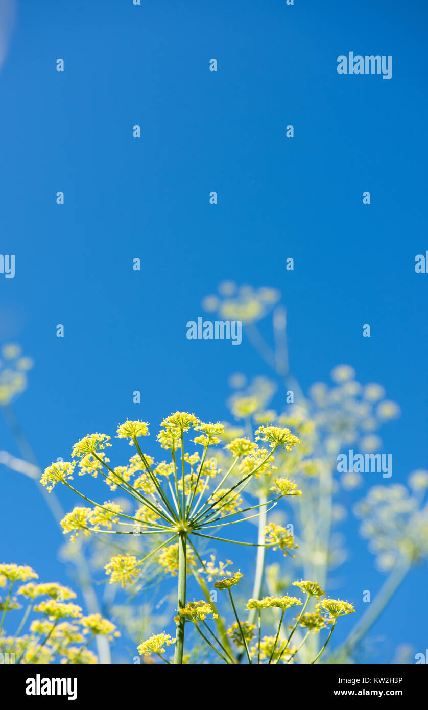 Florets Of Fennel High Resolution Stock Photography and Images - Alamy