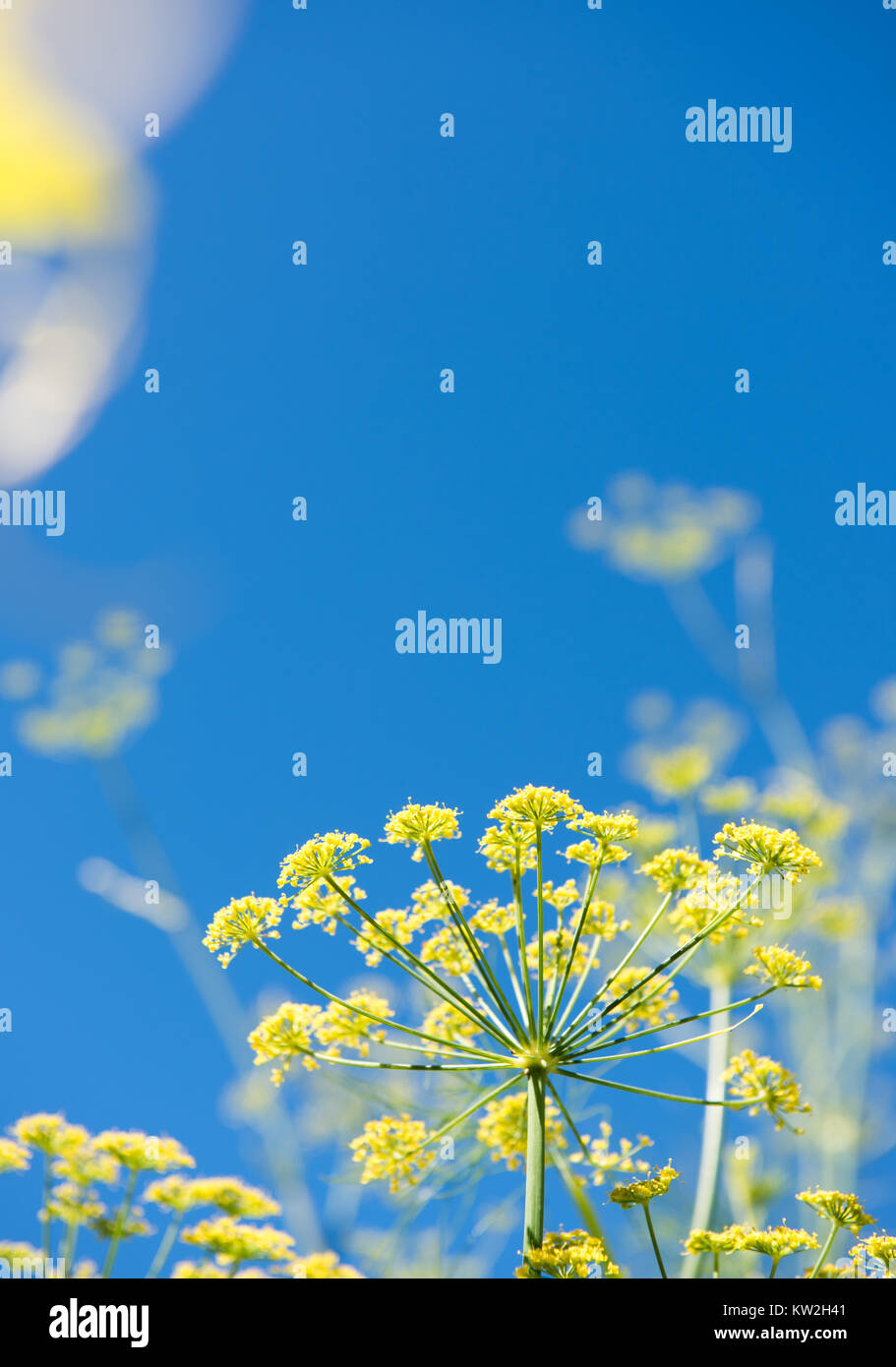 Fennel Flowers on Sunny Summer Day with Clear Blue Sky Stock Photo - Alamy