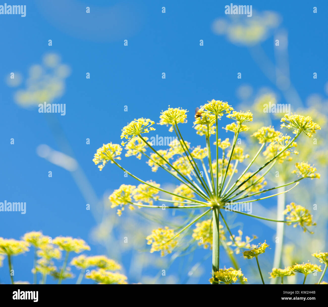 Florets Of Fennel High Resolution Stock Photography and Images - Alamy