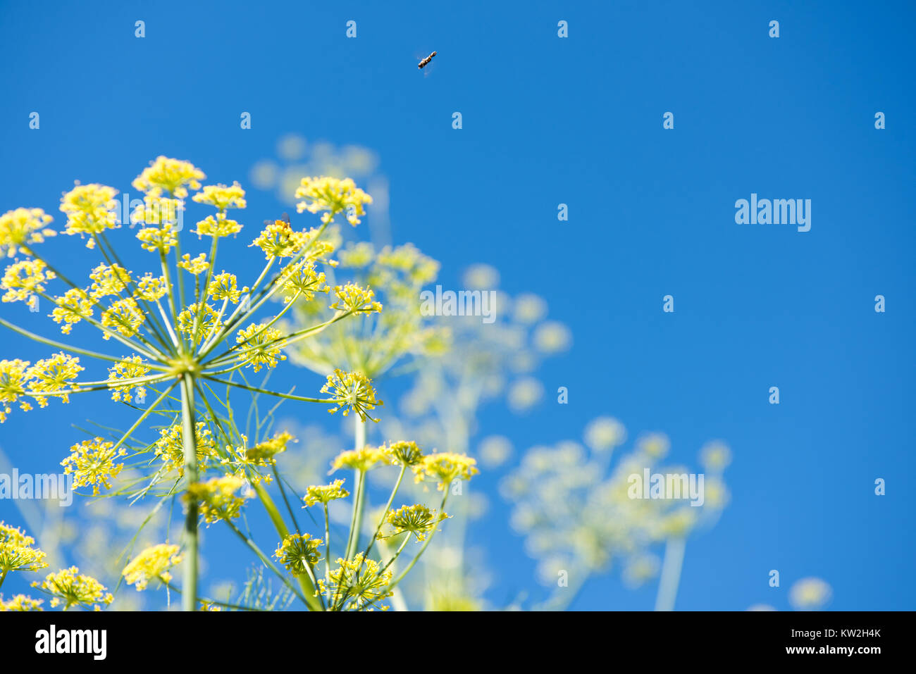 Fennel Flowers on Sunny Summer Day with Clear Blue Sky Stock Photo - Alamy