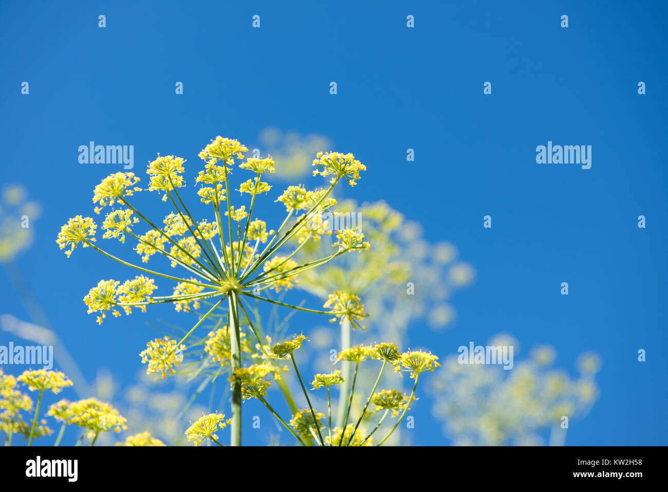 Fennel Flowers on Sunny Summer Day with Clear Blue Sky Stock Photo - Alamy