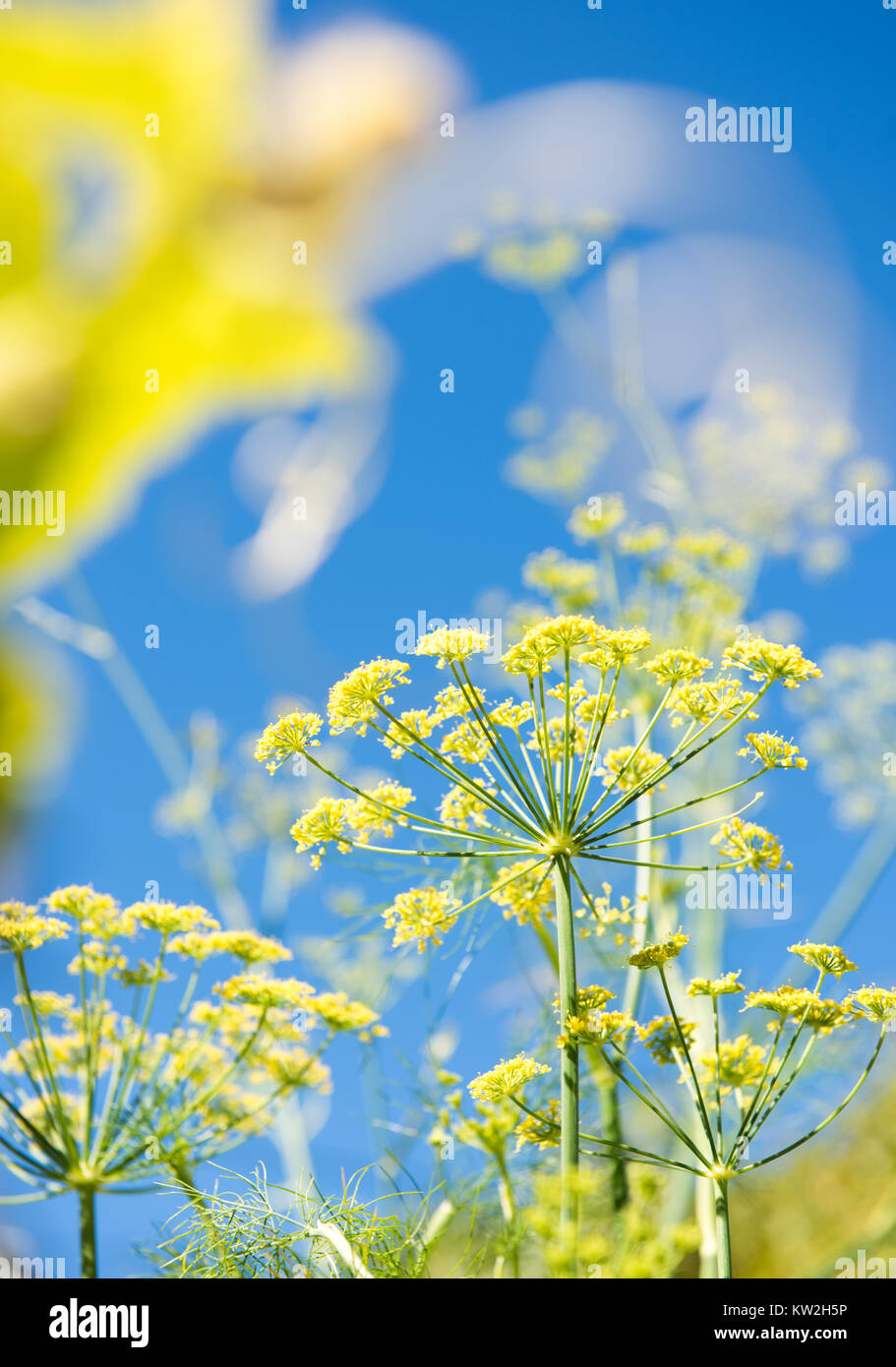 Florets of fennel hi-res stock photography and images - Alamy