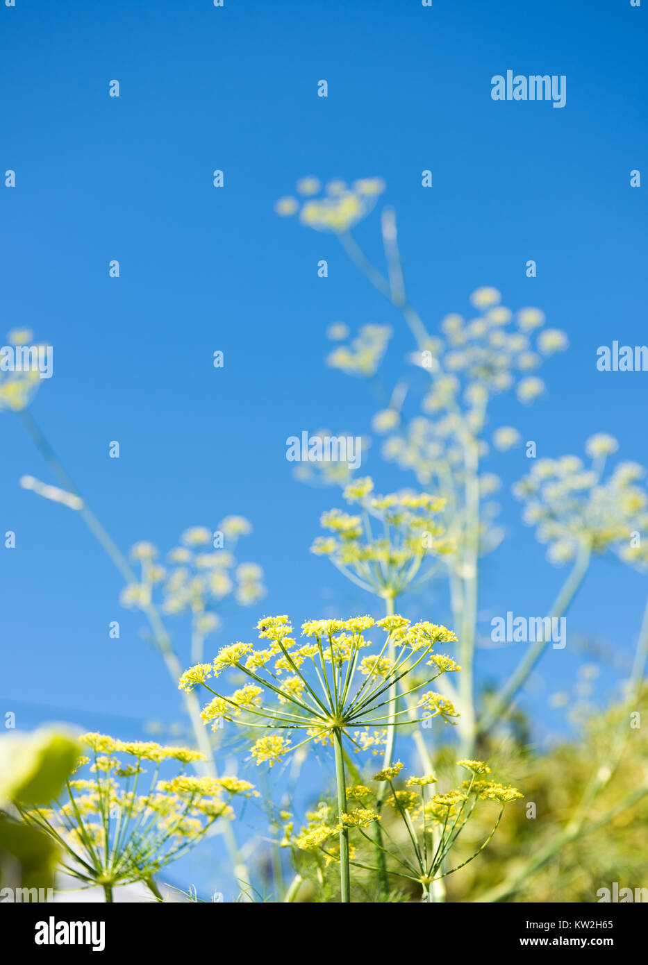 Fennel Flowers on Sunny Summer Day with Clear Blue Sky Stock Photo - Alamy