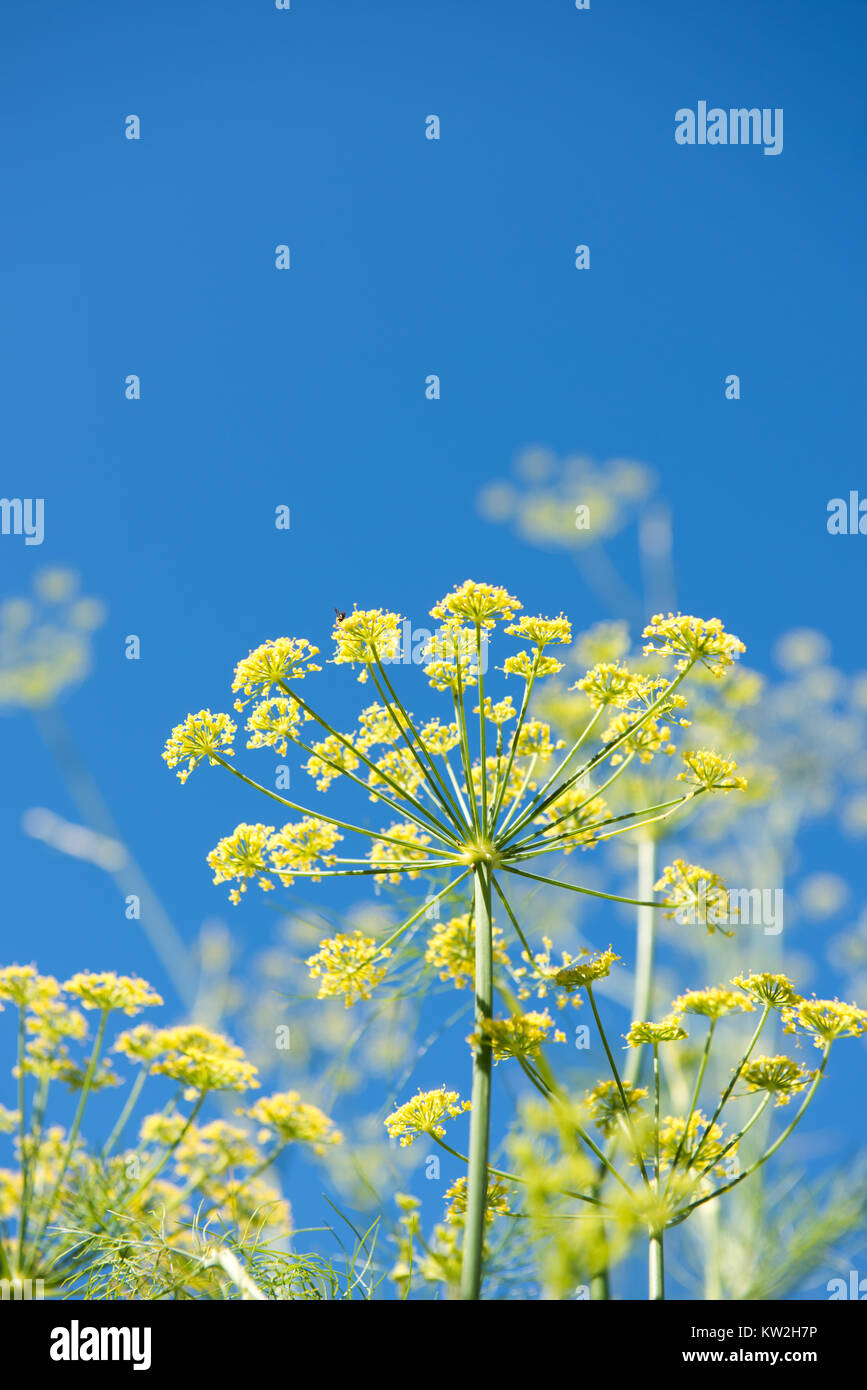 Florets Of Fennel High Resolution Stock Photography and Images - Alamy