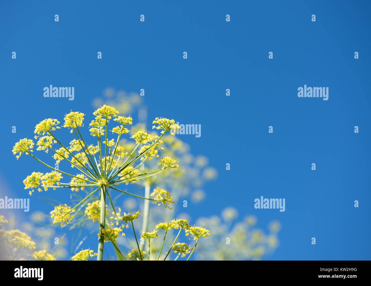 Fennel Flowers on Sunny Summer Day with Clear Blue Sky Stock Photo - Alamy