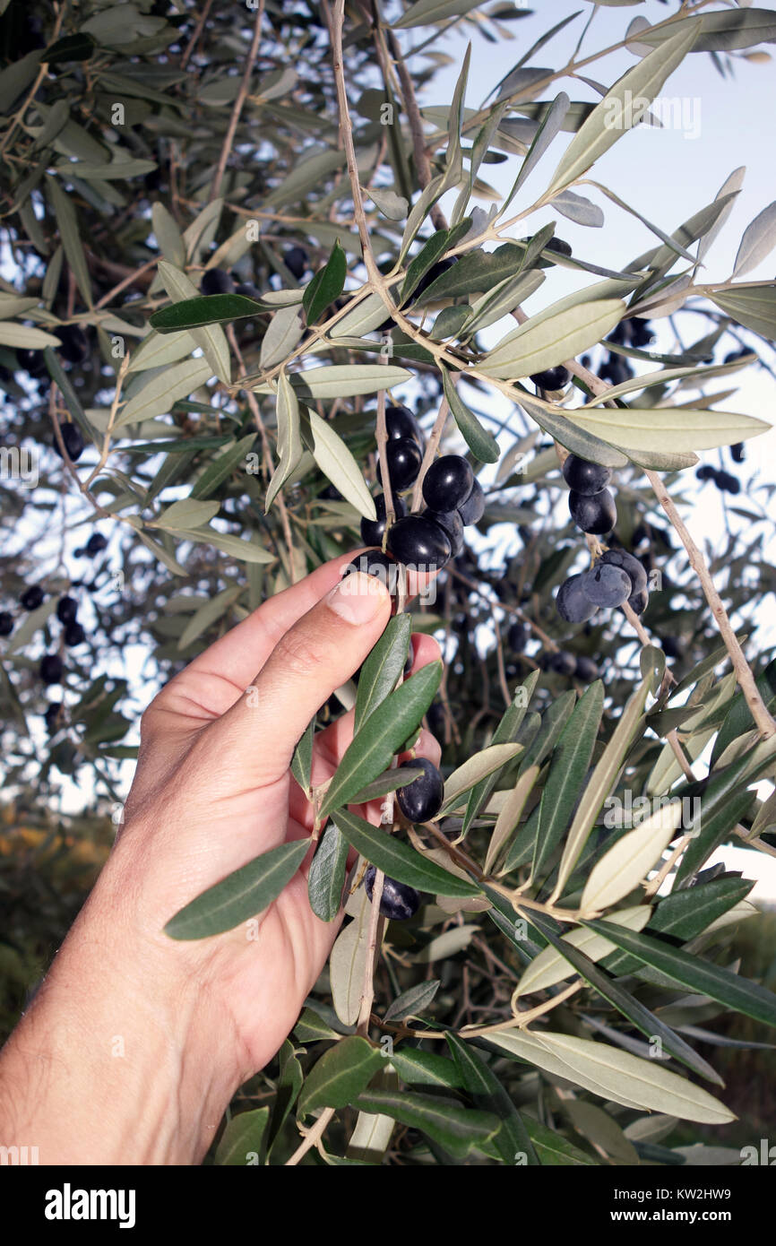 Italian male not pasta olive hi-res stock photography and images - Alamy