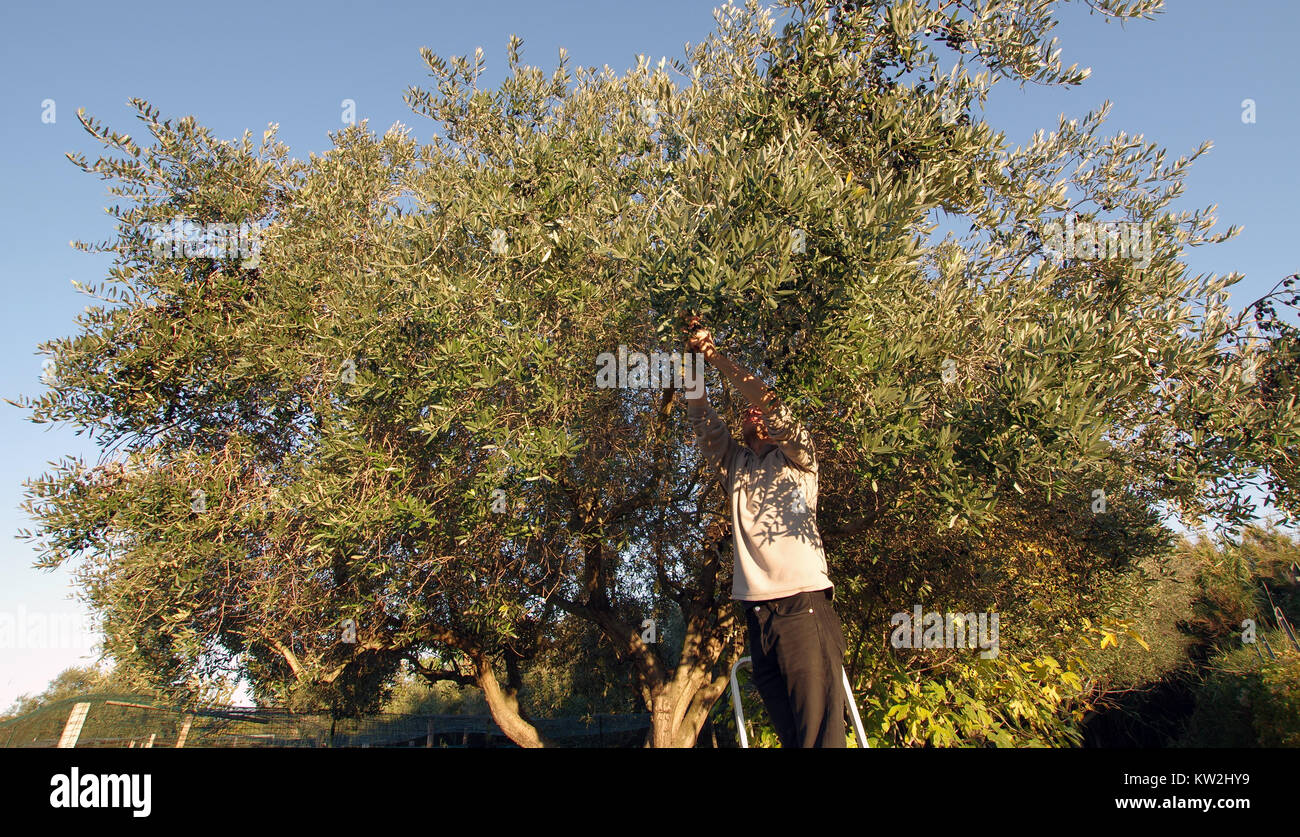 Person under olive tree hi-res stock photography and images - Alamy