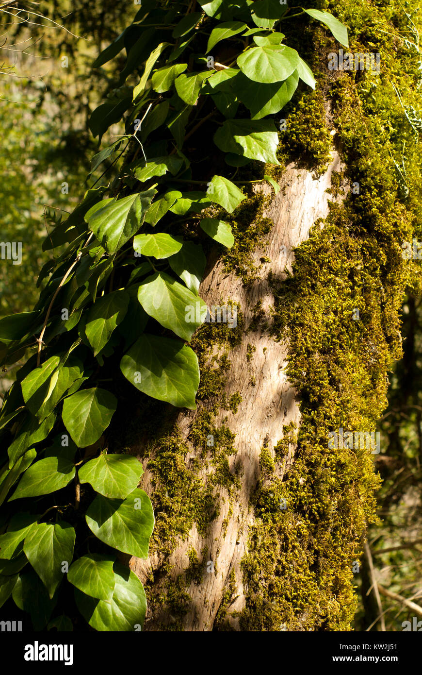 old dry mossy tree trunk, twined with ivy, closeup Stock Photo - Alamy