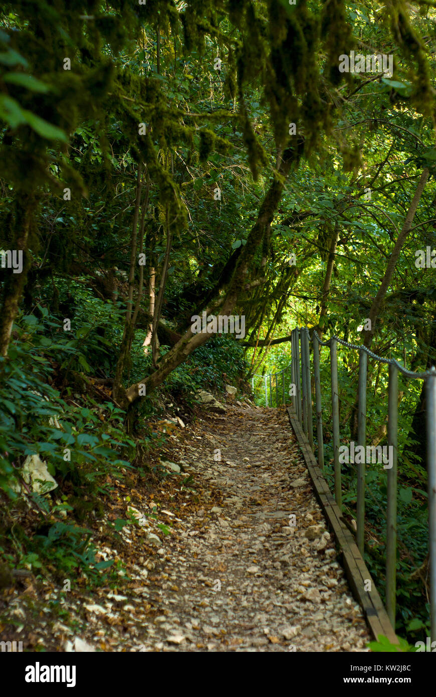 fenced path in a forest on a mountain slope Stock Photo - Alamy
