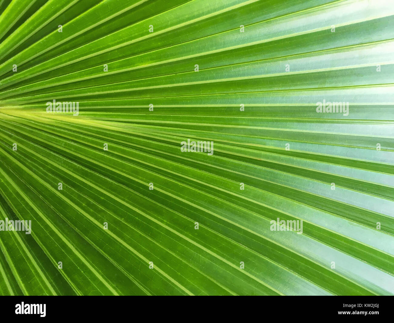 Close-up colorful green palm tree leaf texture. Background Stock Photo ...