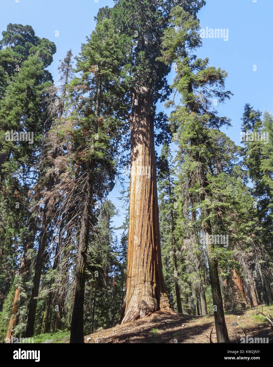 Sequoia And Kings Canyon Wilderness High Resolution Stock Photography ...