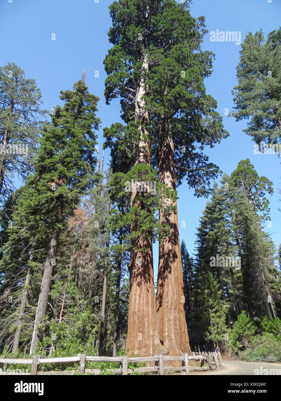 scenery at the Sequoia and Kings Canyon National Park with sequoia ...