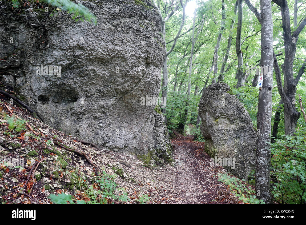 Hiking trail and two rocks in the forest in Swabia, Germany Stock Photo ...