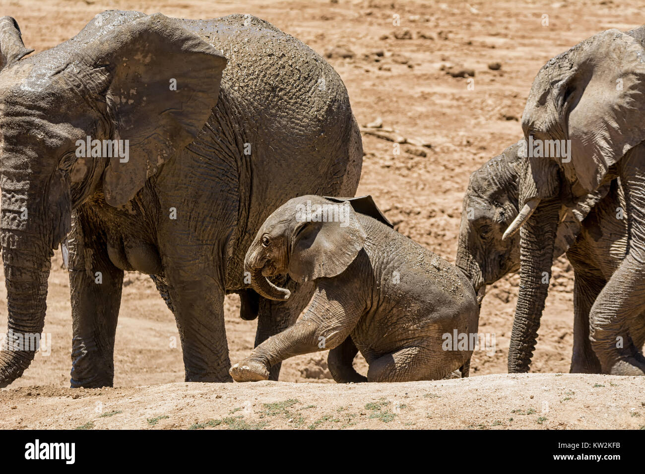 An unsteady Elephant calf trying to climb a bank Stock Photo - Alamy