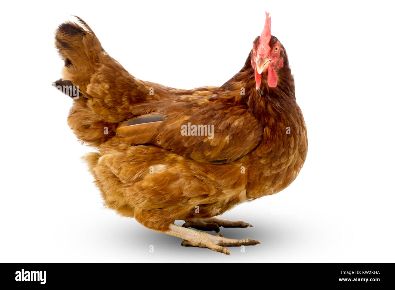 brown hen isolated on white,clipping path,Chicken sitting,Chicken squat ...