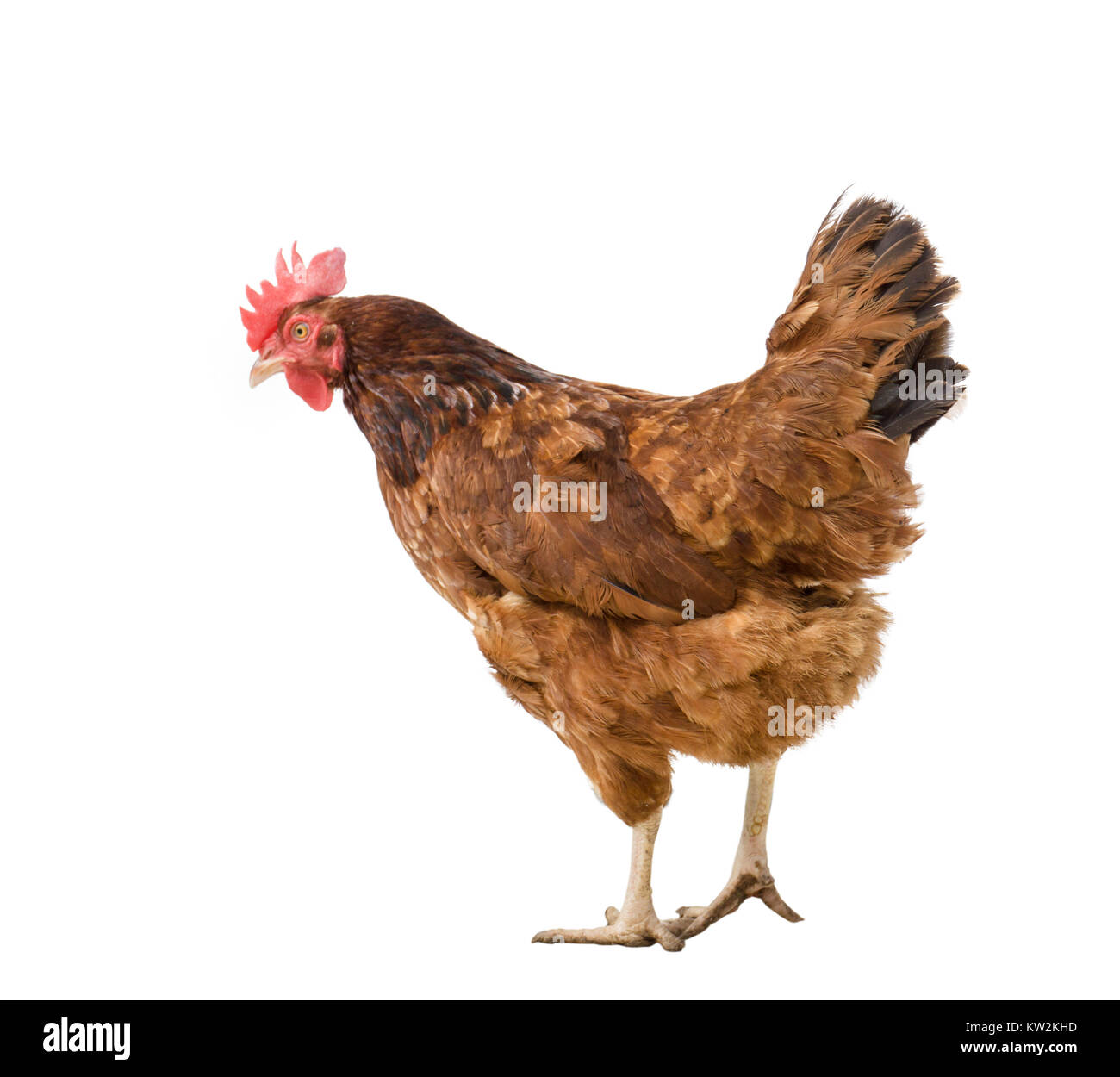 brown hen on white,copy space Stock Photo - Alamy