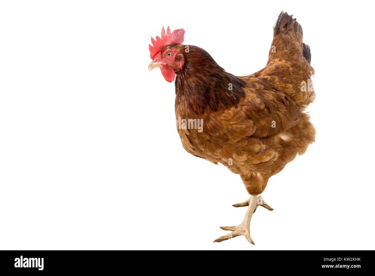 brown hen isolated on white,Chicken walking,clipping path Stock Photo ...