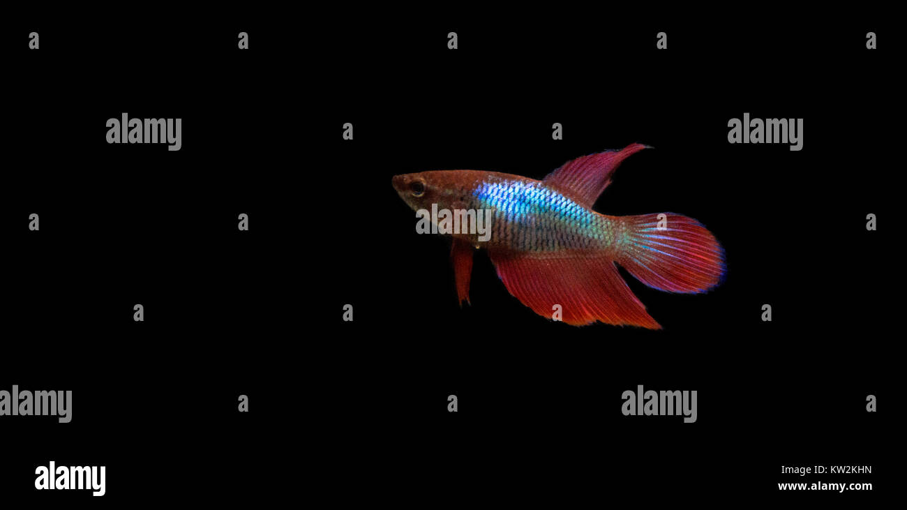 Black background biting fish Stock Photo - Alamy