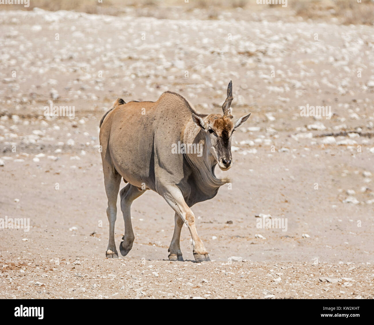 An Eland bull in Namibian savanna Stock Photo - Alamy