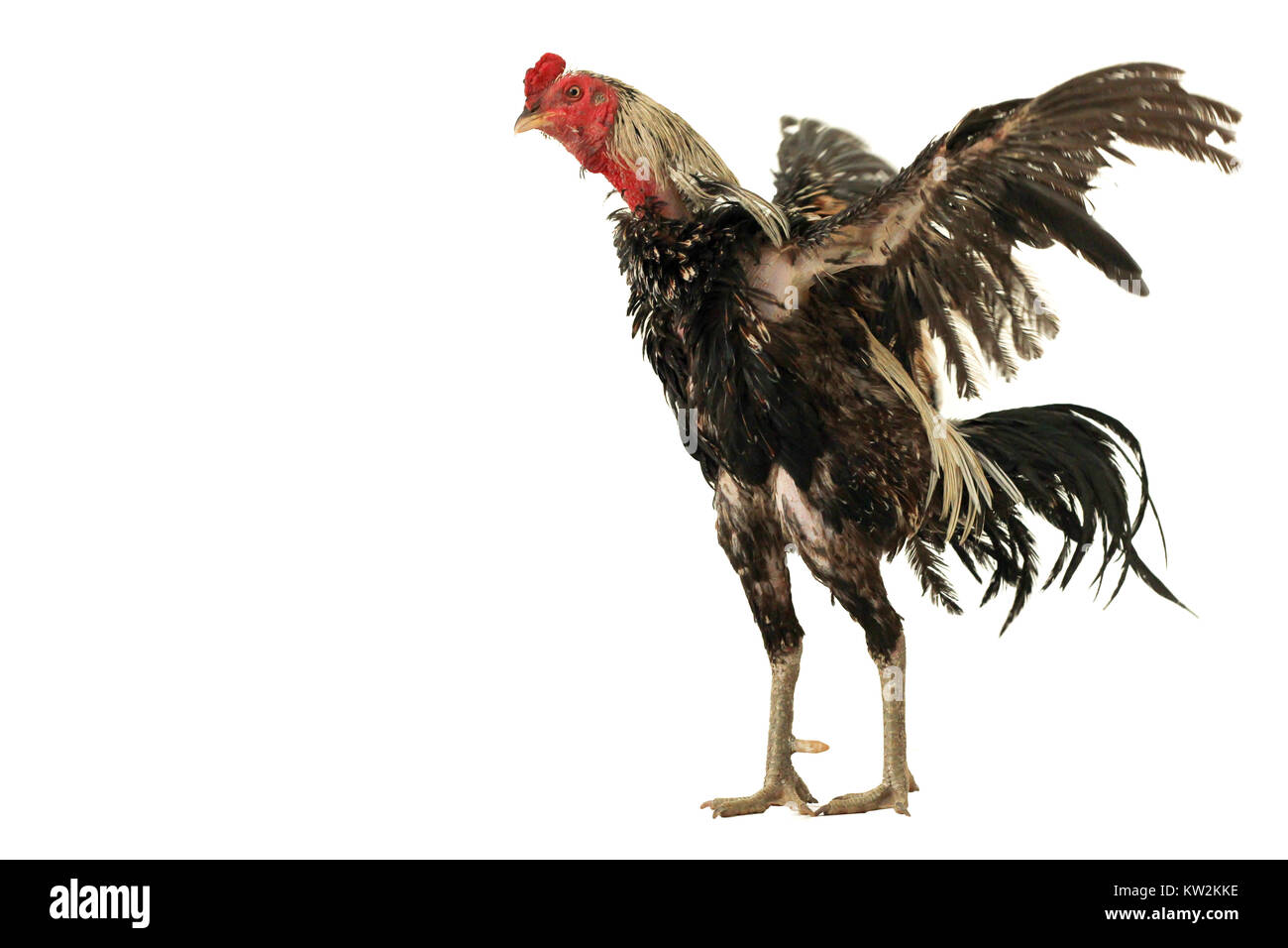 Flying white hen hi-res stock photography and images - Alamy